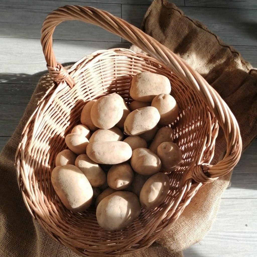 Krompir - Nakup pri kmetu